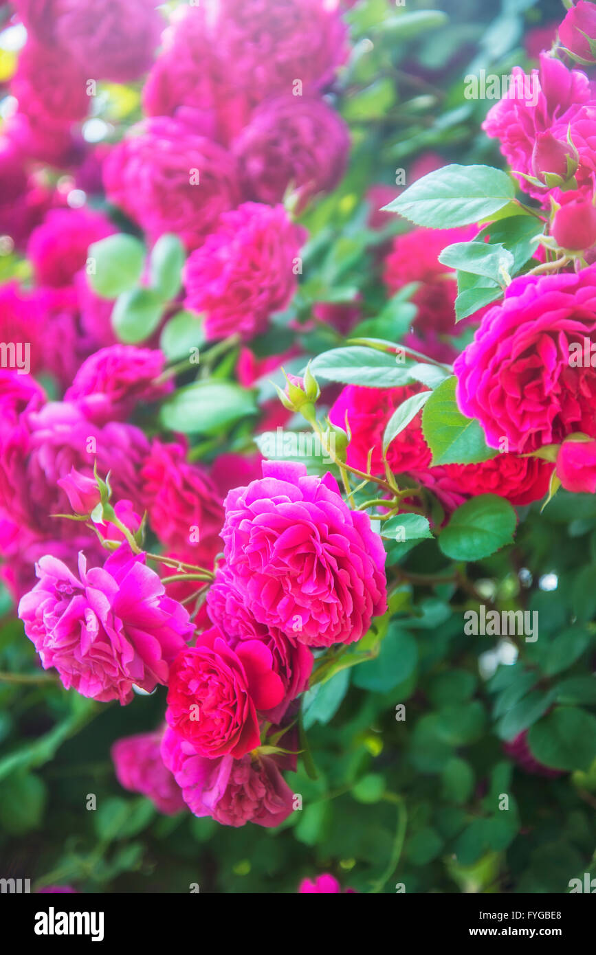 Red roses on sunny day Stock Photo - Alamy