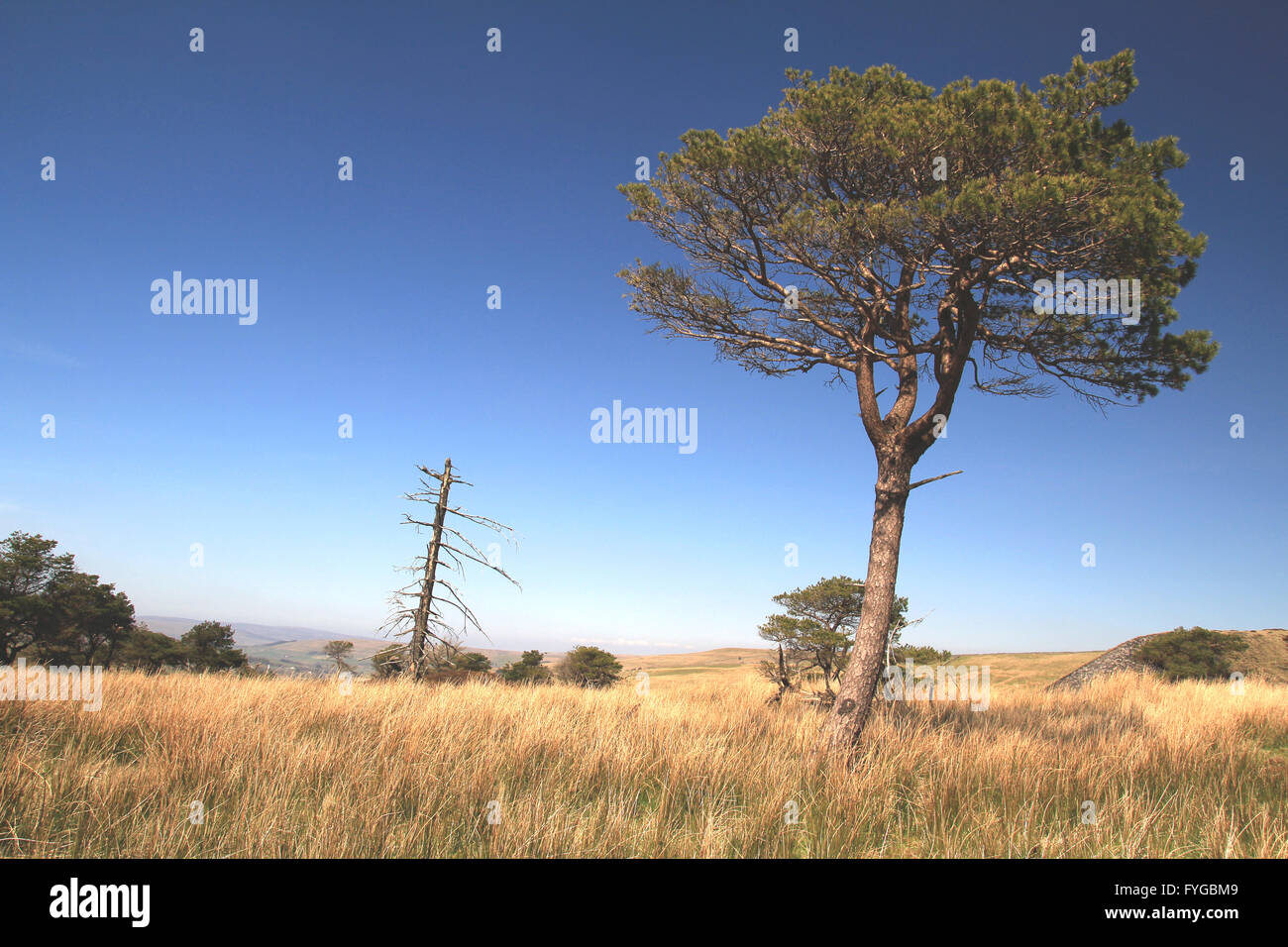 trees on moorland in Cumbria Stock Photo - Alamy