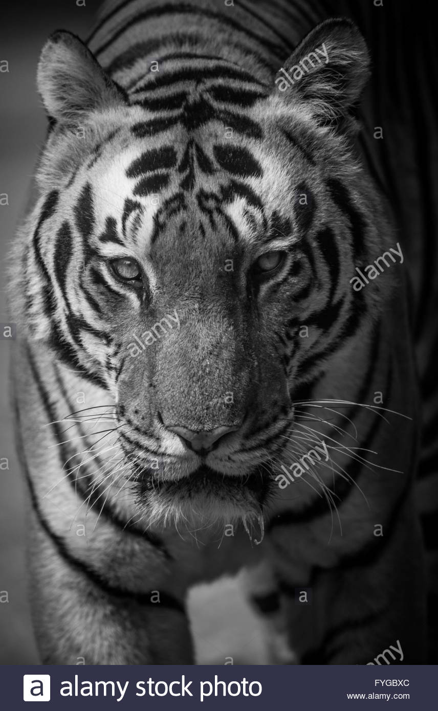 Kanha And Tiger High Resolution Stock Photography and Images - Alamy