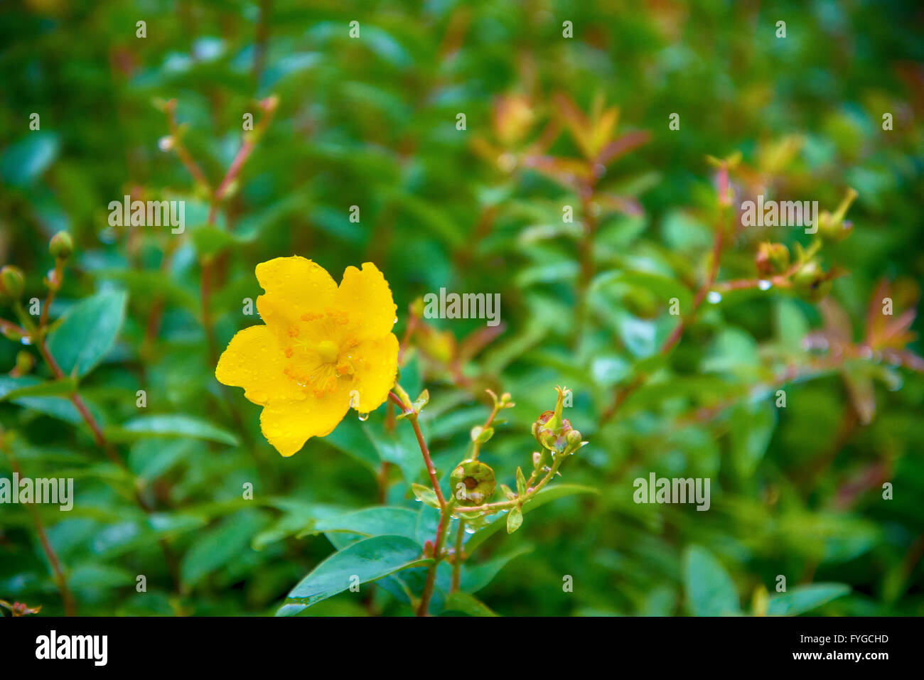 Rainy flower hi-res stock photography and images - Alamy