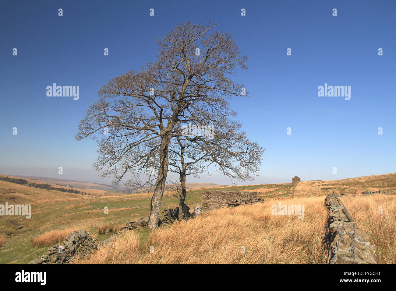 Trees on a Northumberland moor Stock Photo - Alamy