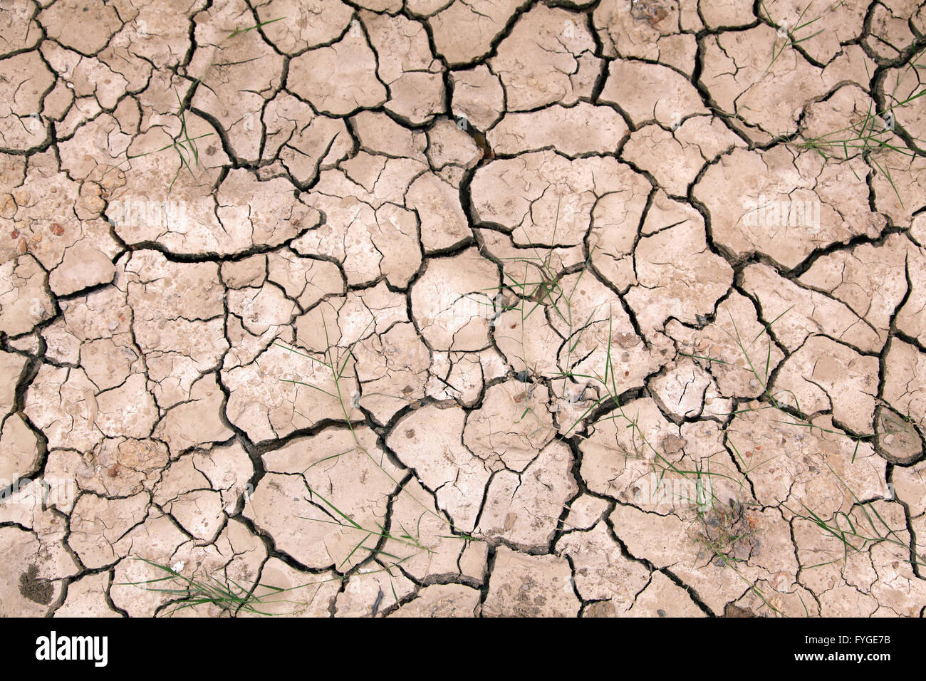 Dry cracked ground filling the frame as background Stock Photo - Alamy