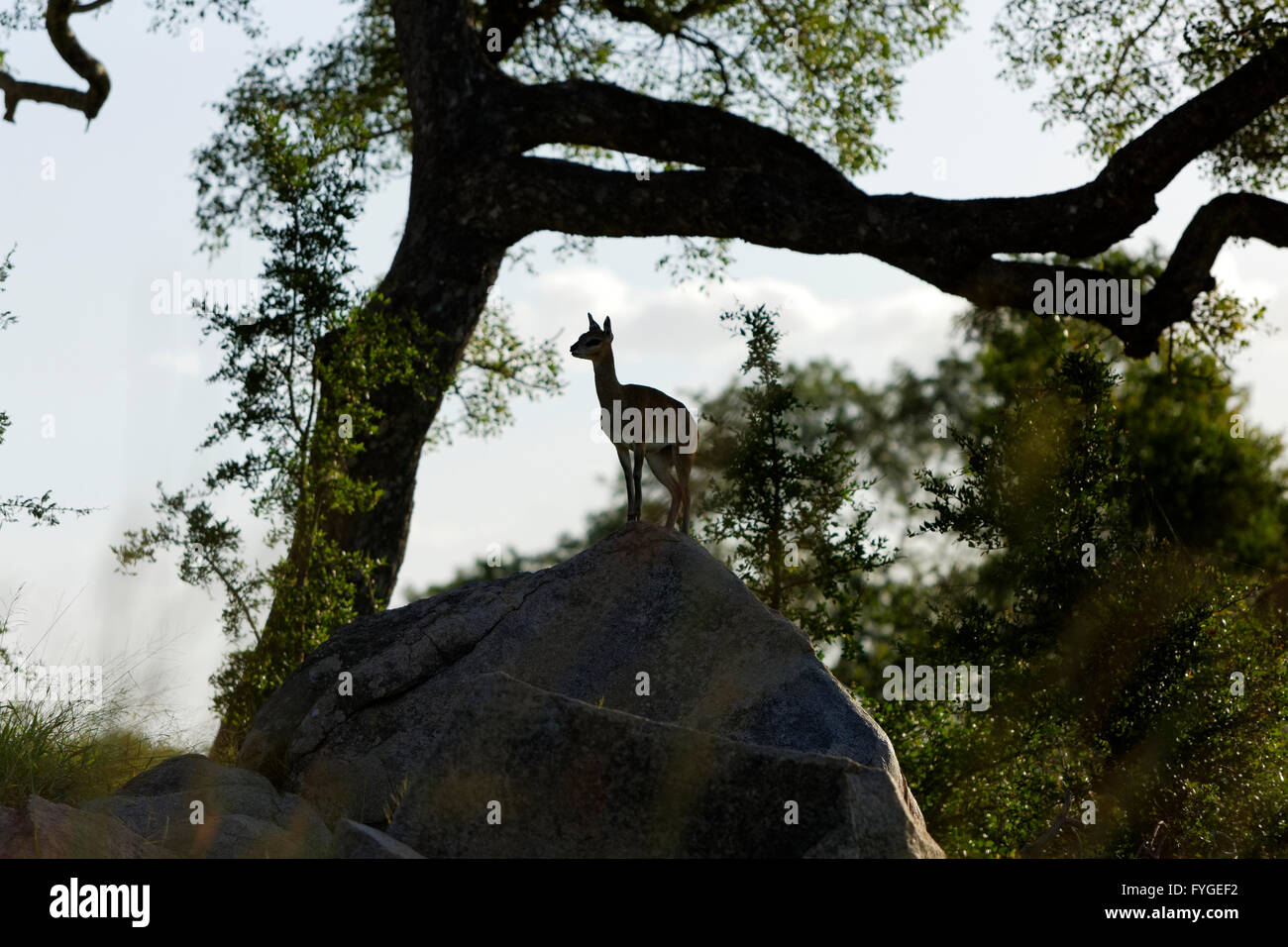 Klipspringer antelope hi-res stock photography and images - Alamy