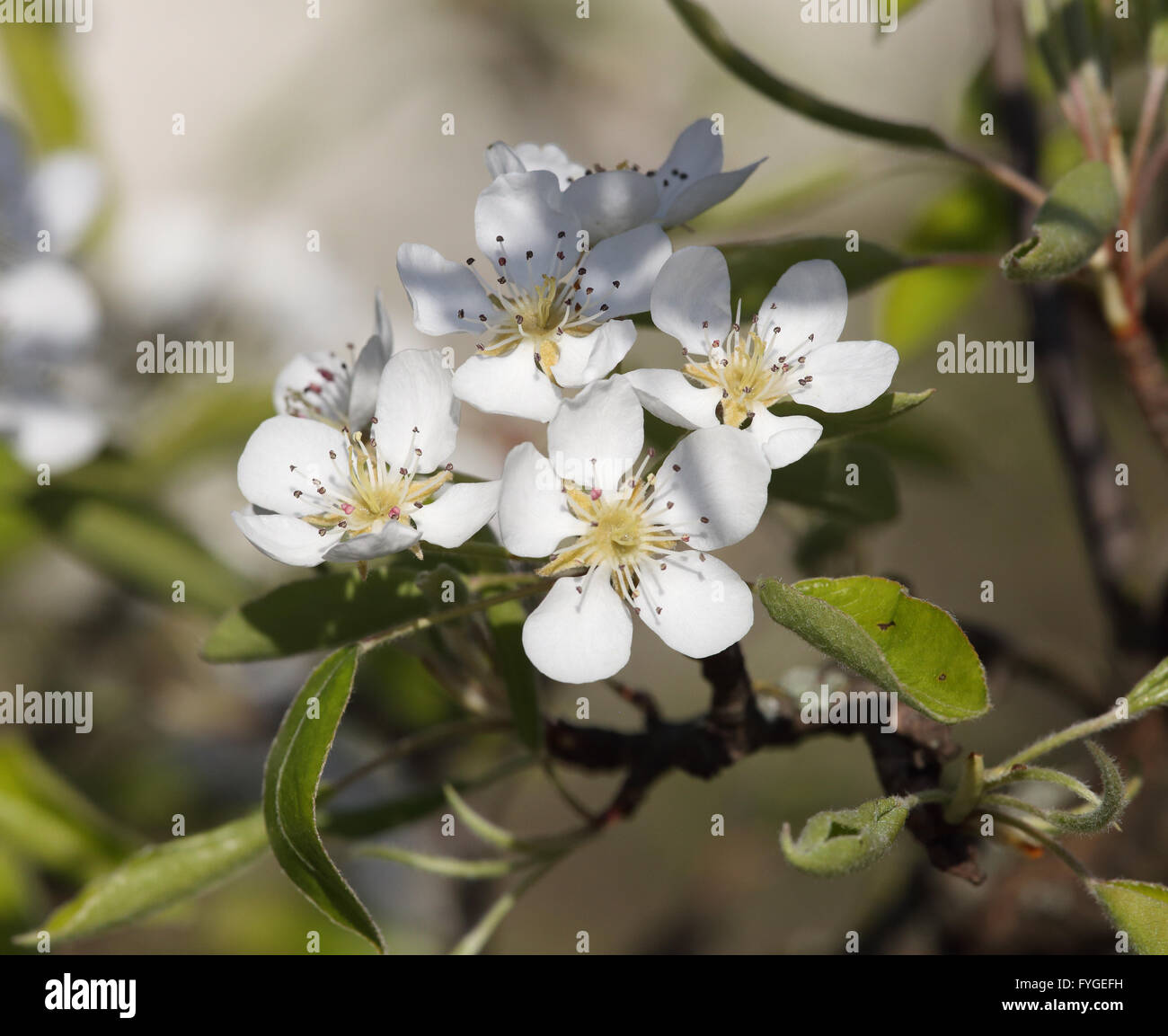 Pear tree blossom hi-res stock photography and images - Alamy