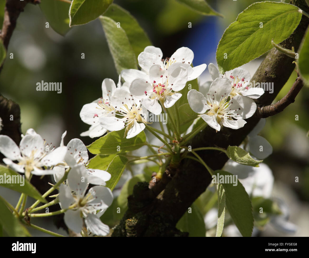 Pear tree blossom in spring Stock Photo - Alamy