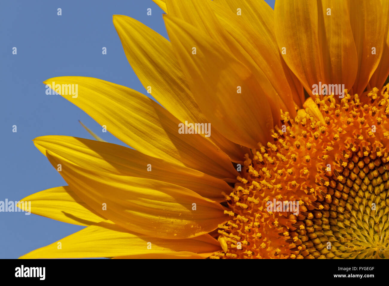 Sunflower bud detail hi-res stock photography and images - Alamy