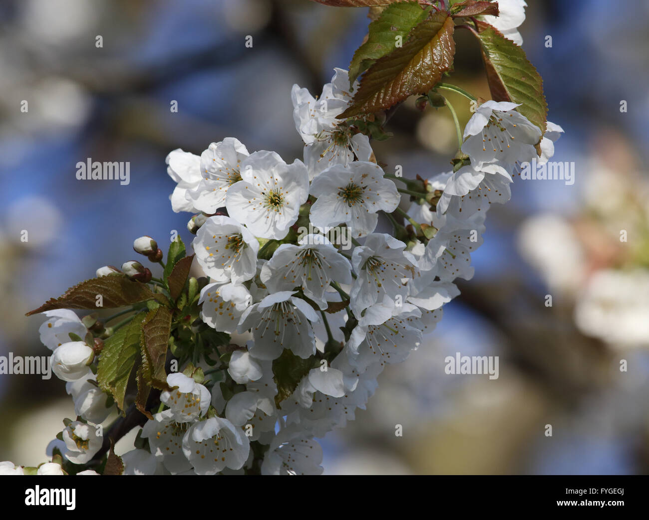 Cherry tree blossom in spring Stock Photo - Alamy