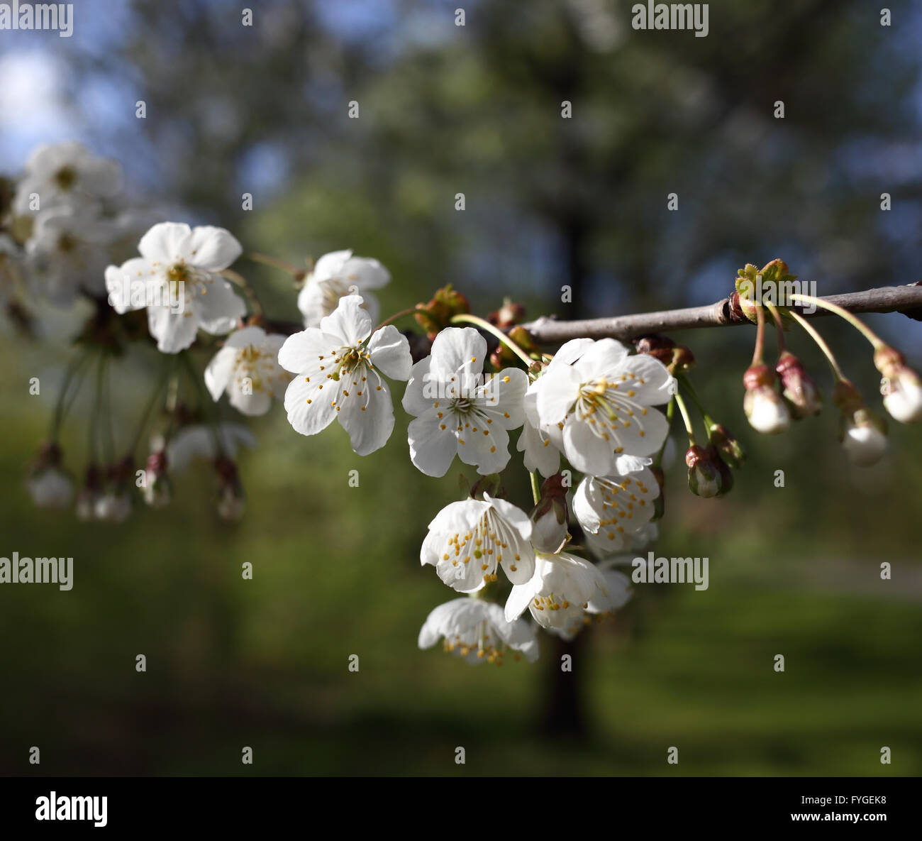 Flowering Cherry Blossoms Stock Photo - Alamy