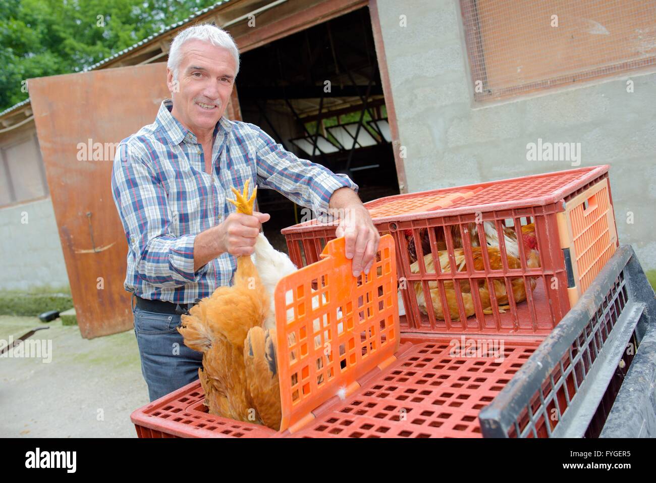 man with chickens Stock Photo - Alamy