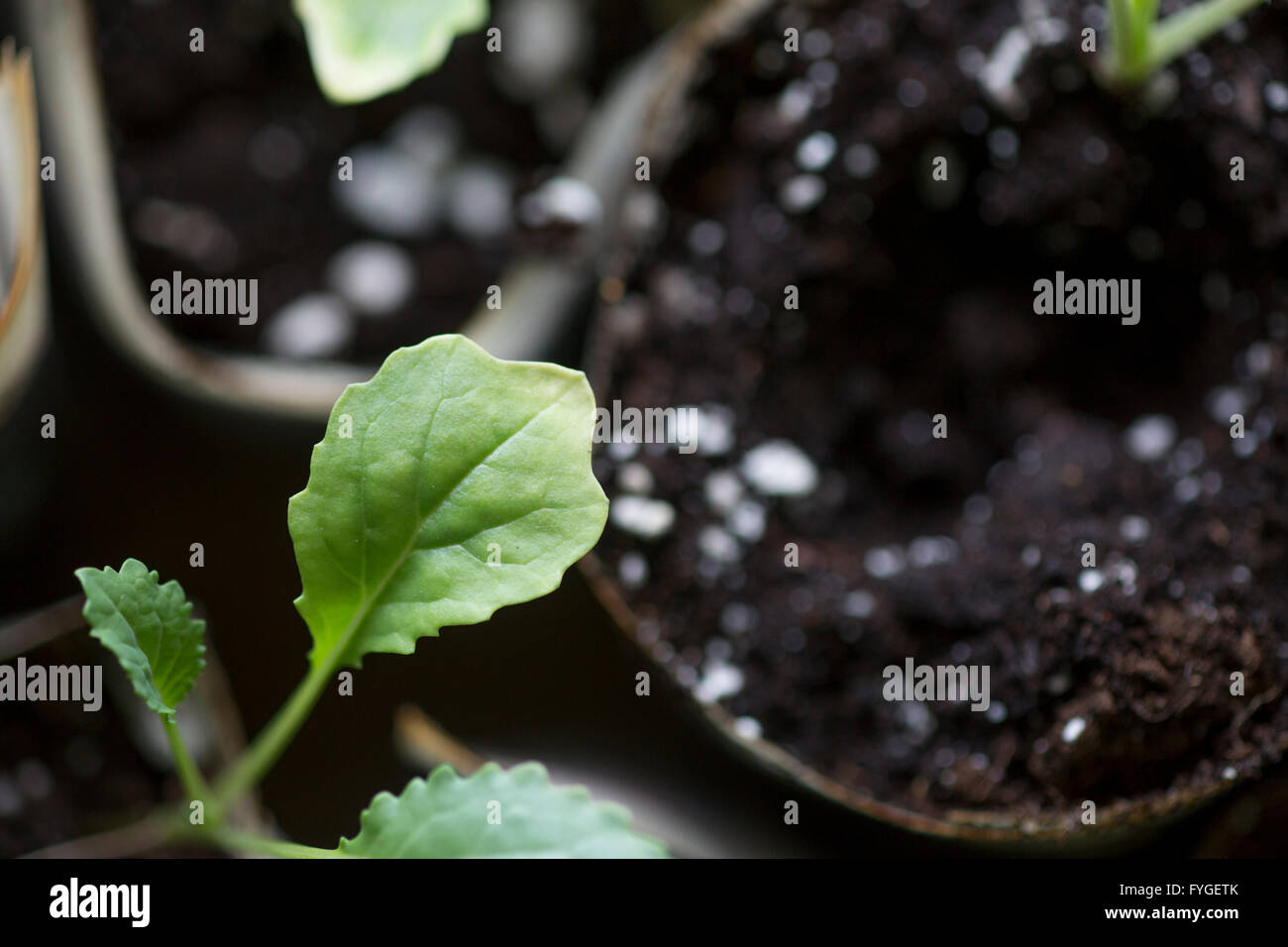 Baby kale hi-res stock photography and images - Alamy
