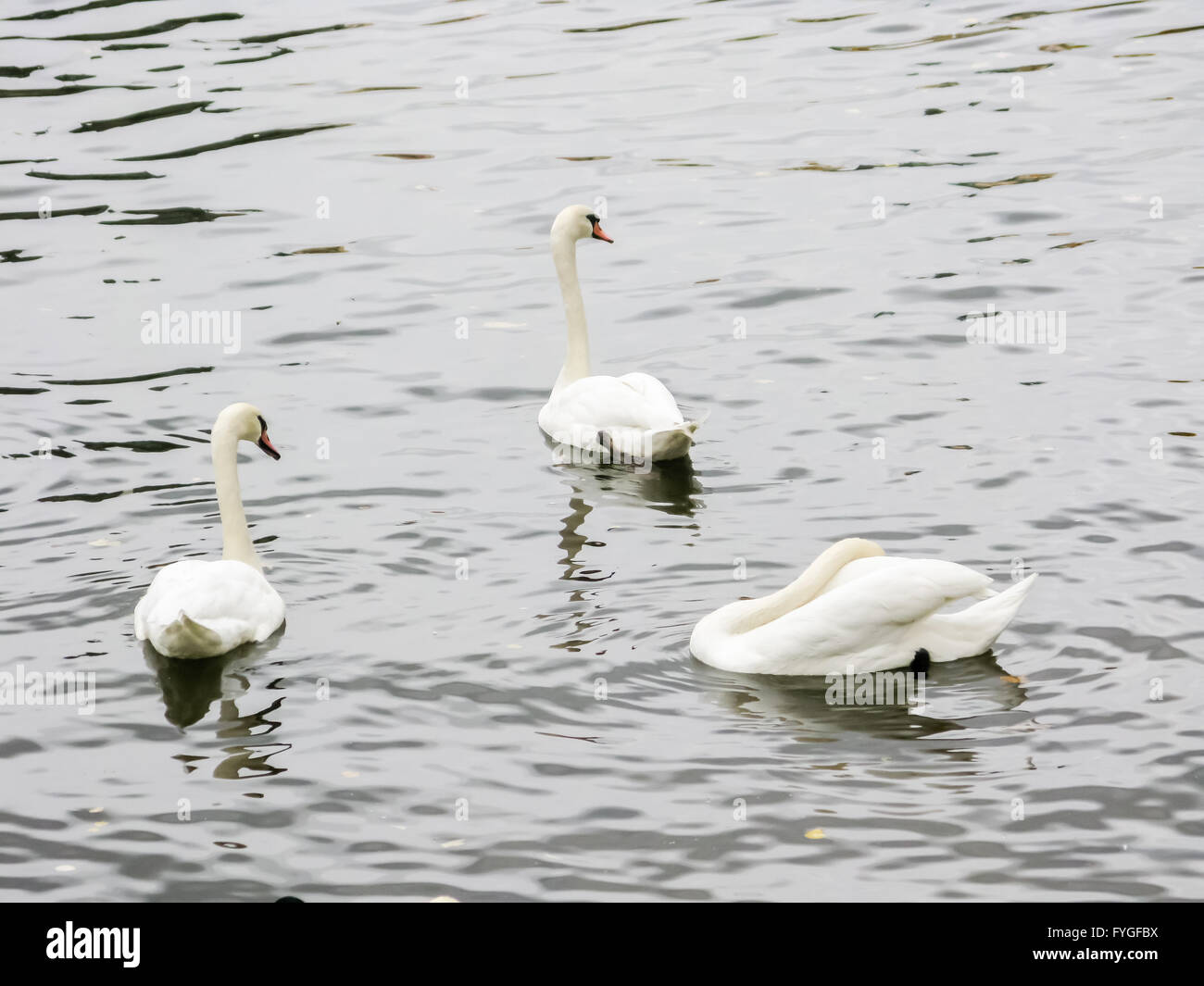 Wet swans hi-res stock photography and images - Alamy