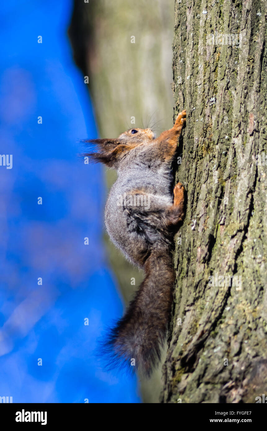 Squirrel sitting on a tree Stock Photo - Alamy