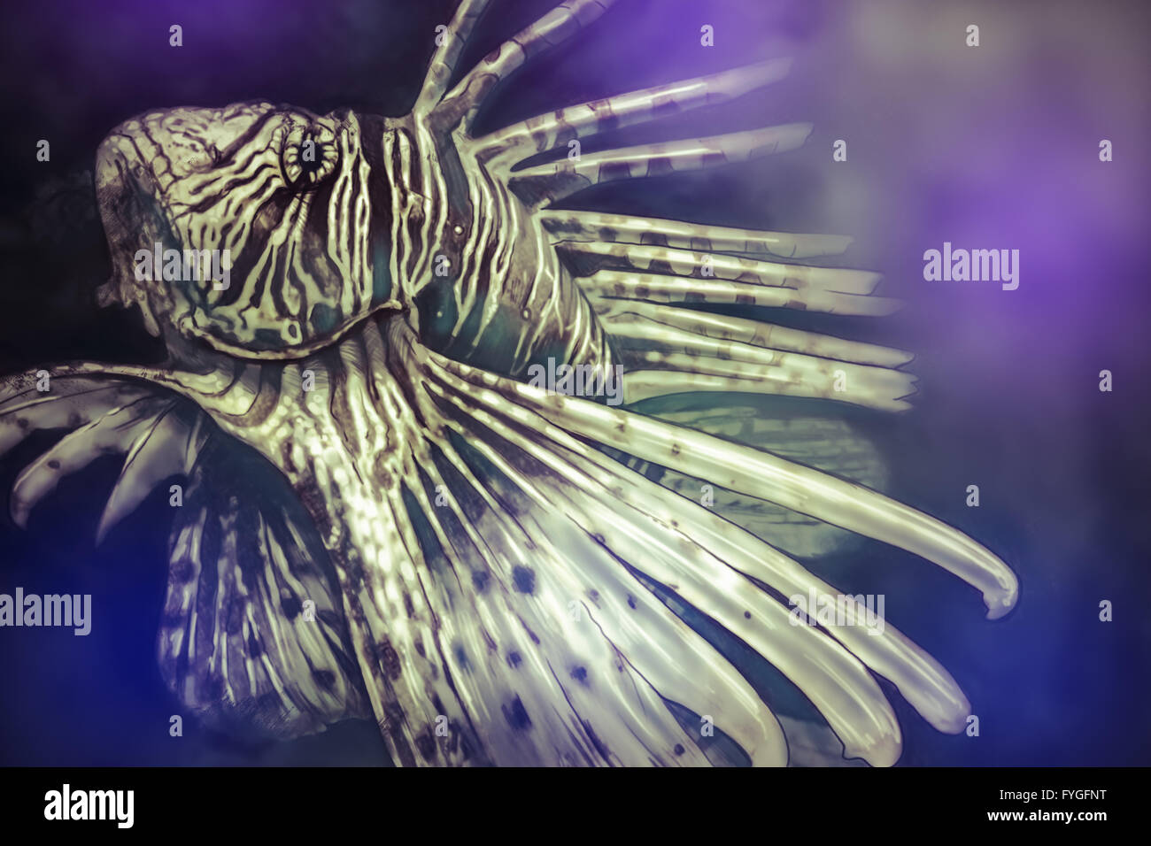 Illustration made with a digital tablet scorpion fish dangerous, purple ...