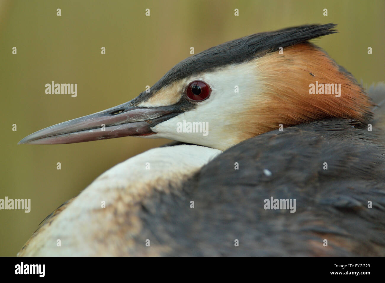 Great crested grebe portrait hi-res stock photography and images - Alamy