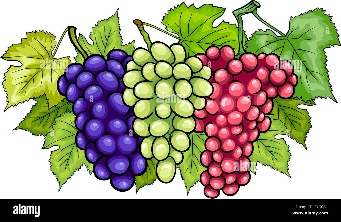 bunches of grapes cartoon illustration Stock Photo - Alamy