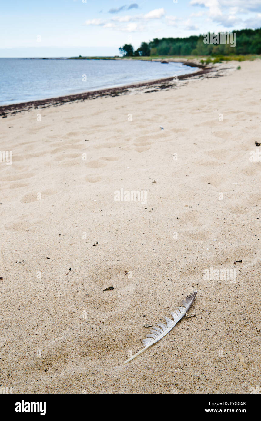 Sandy seacoast feather background hi-res stock photography and images ...
