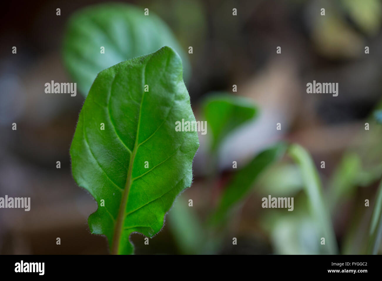 Gerber Daisy Leaf Stock Photo - Alamy