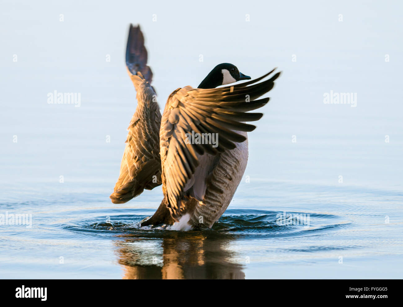 Goose wings outstretched hi-res stock photography and images - Alamy