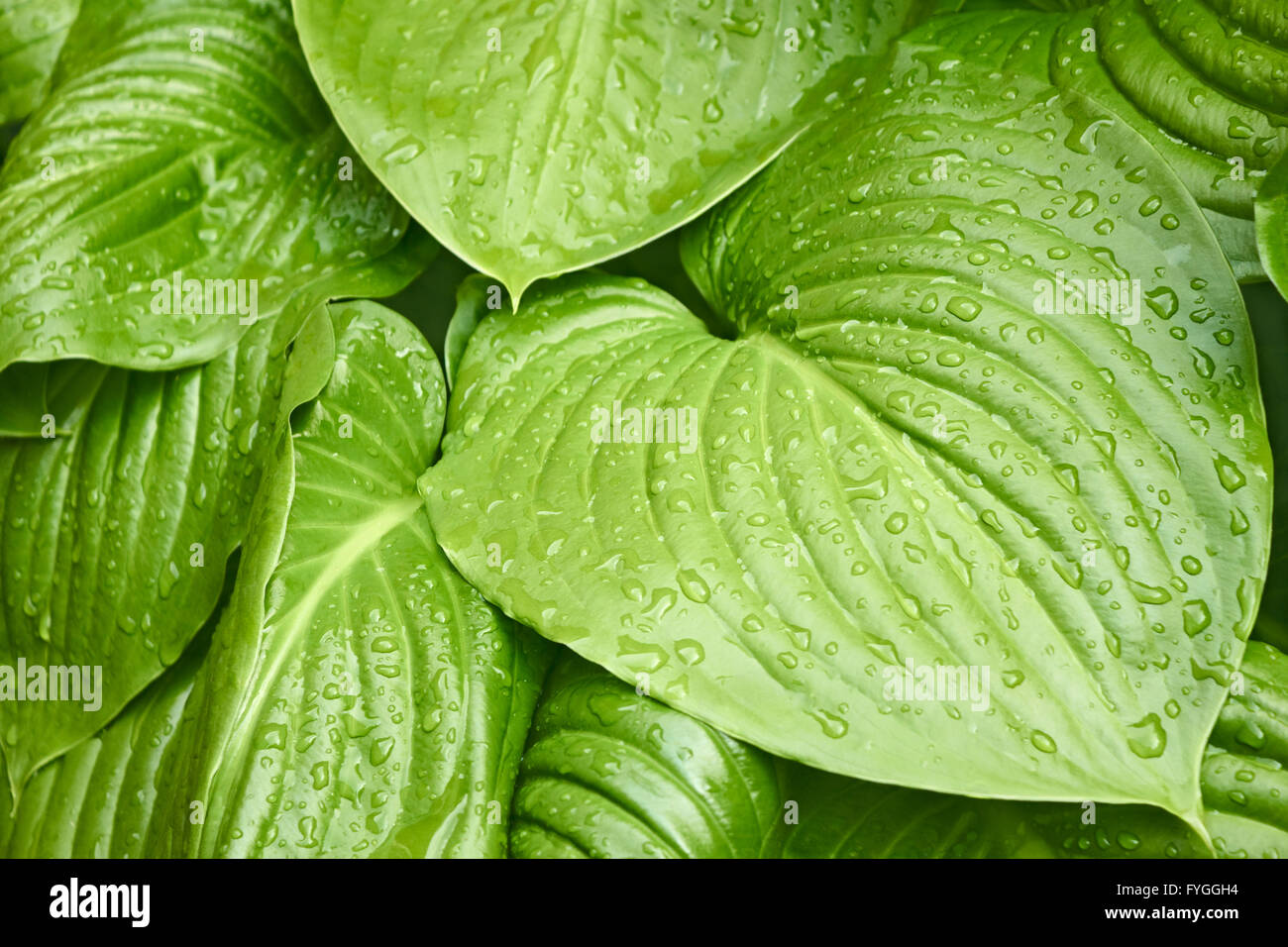 Big leaves hi-res stock photography and images - Alamy