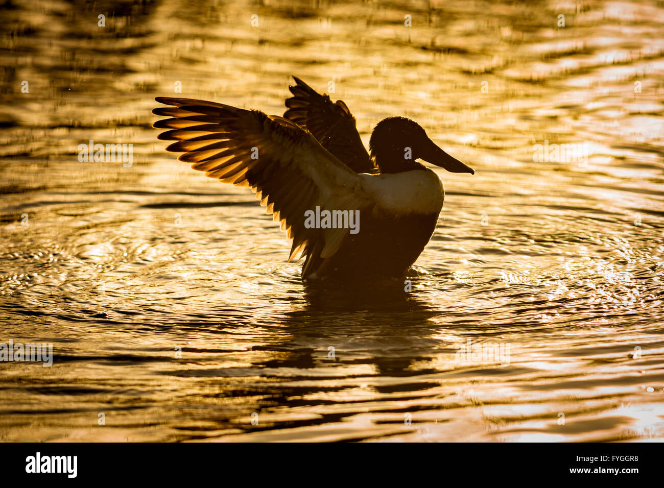 A Shoveler duck, stretching its wings, in golden sunlight Stock Photo ...