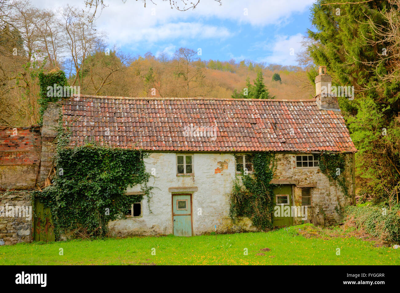 Ramshackle derelict rural cottage overgrown with plants and moss and ...