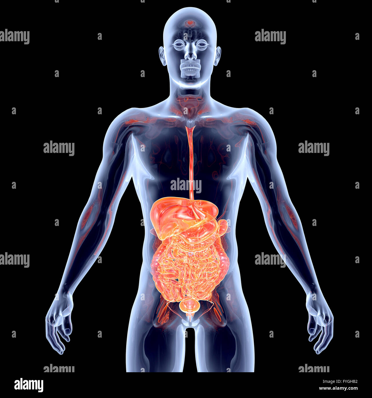 Internal Organs - Intestines Stock Photo - Alamy