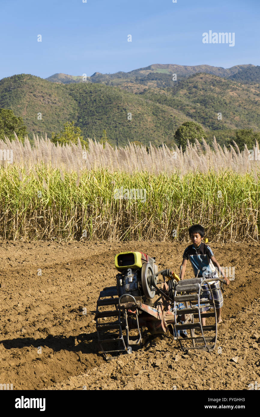 Boy with two-wheel tractor on sugar cane fields Stock Photo - Alamy