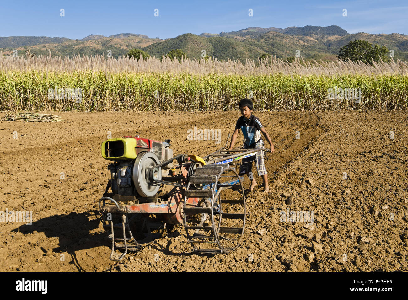 Boy with two-wheel tractor on sugar cane fields Stock Photo - Alamy