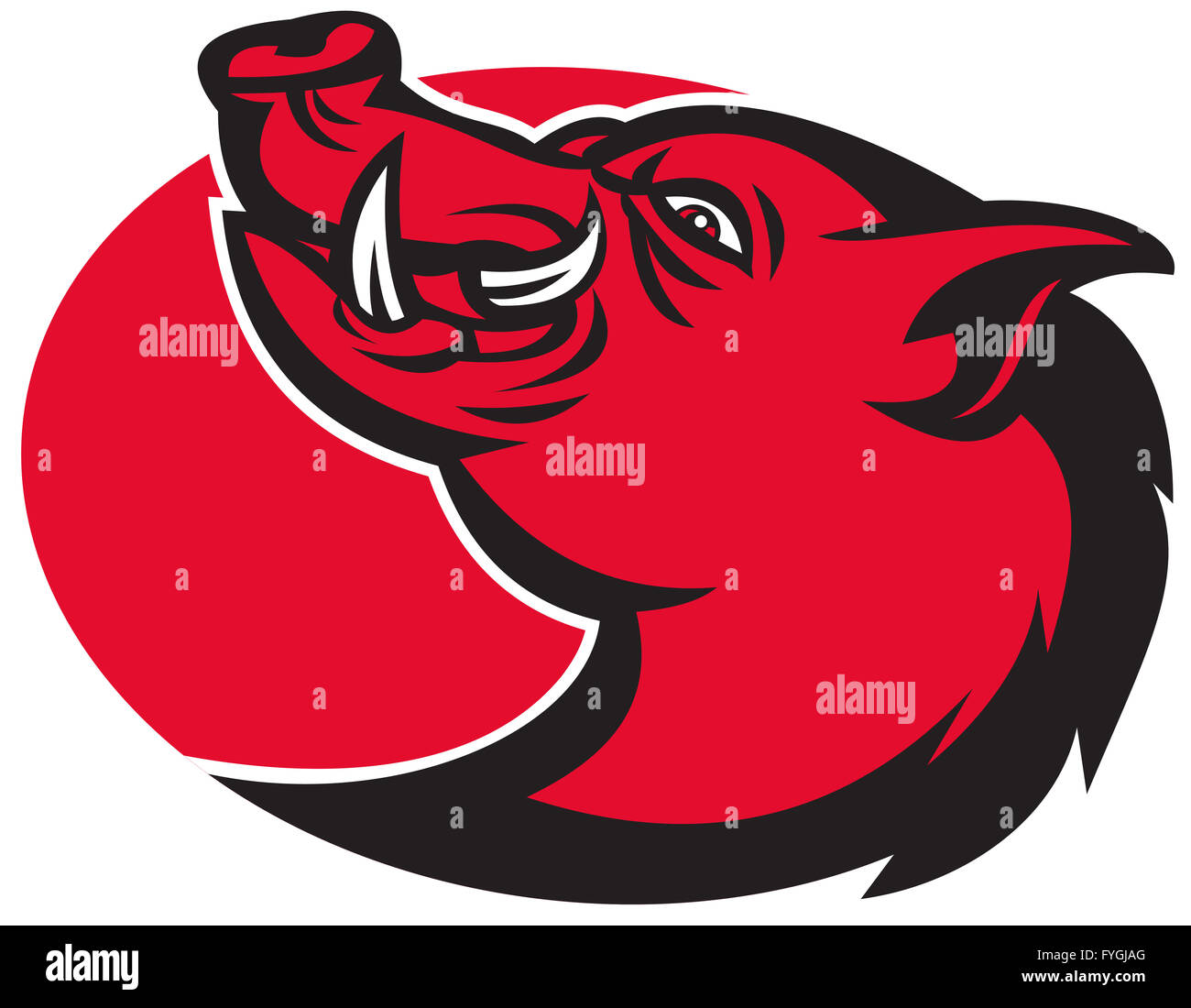 angry razorback wild pig hog boar head Stock Photo - Alamy