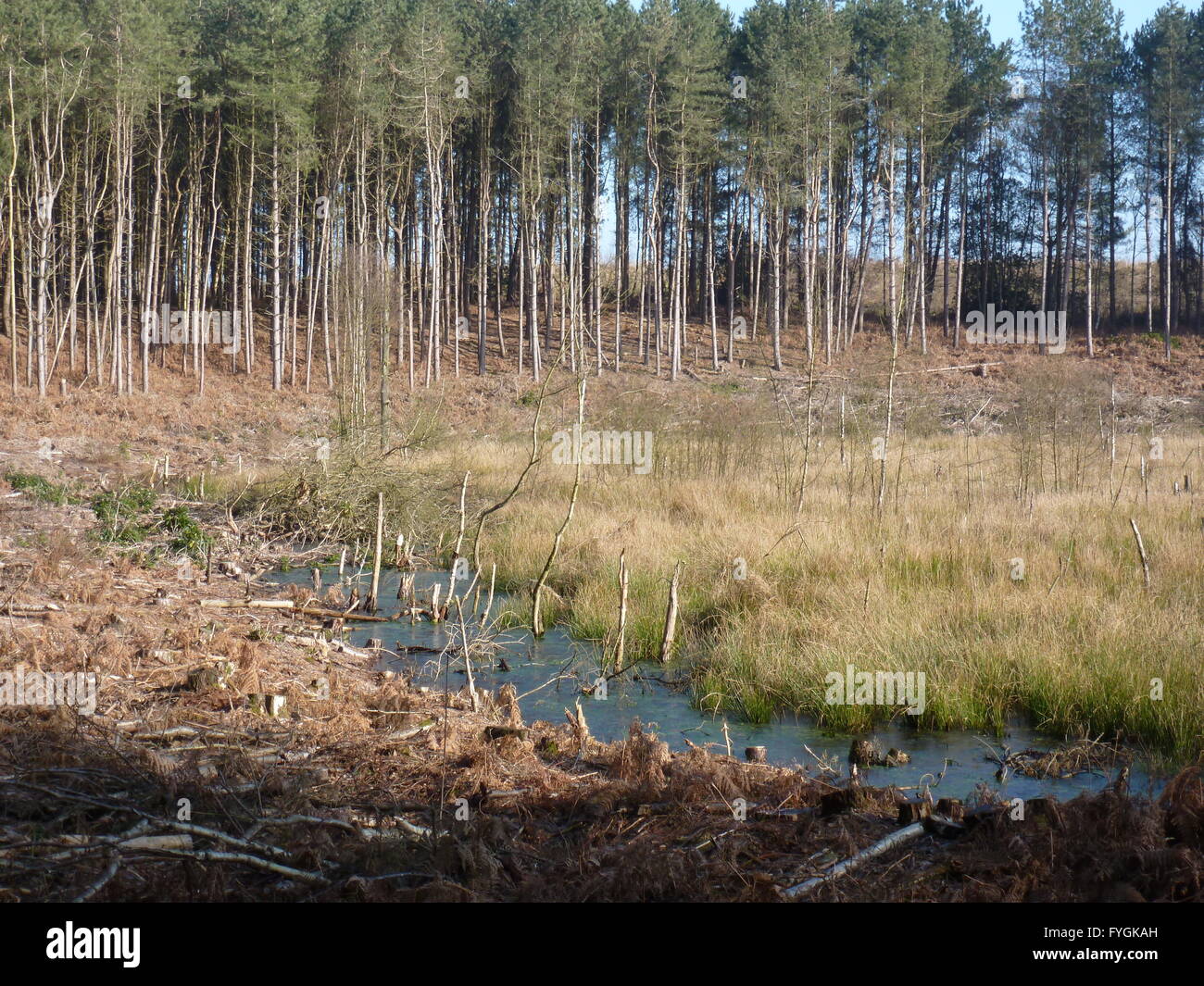 Hogshead hi-res stock photography and images - Alamy