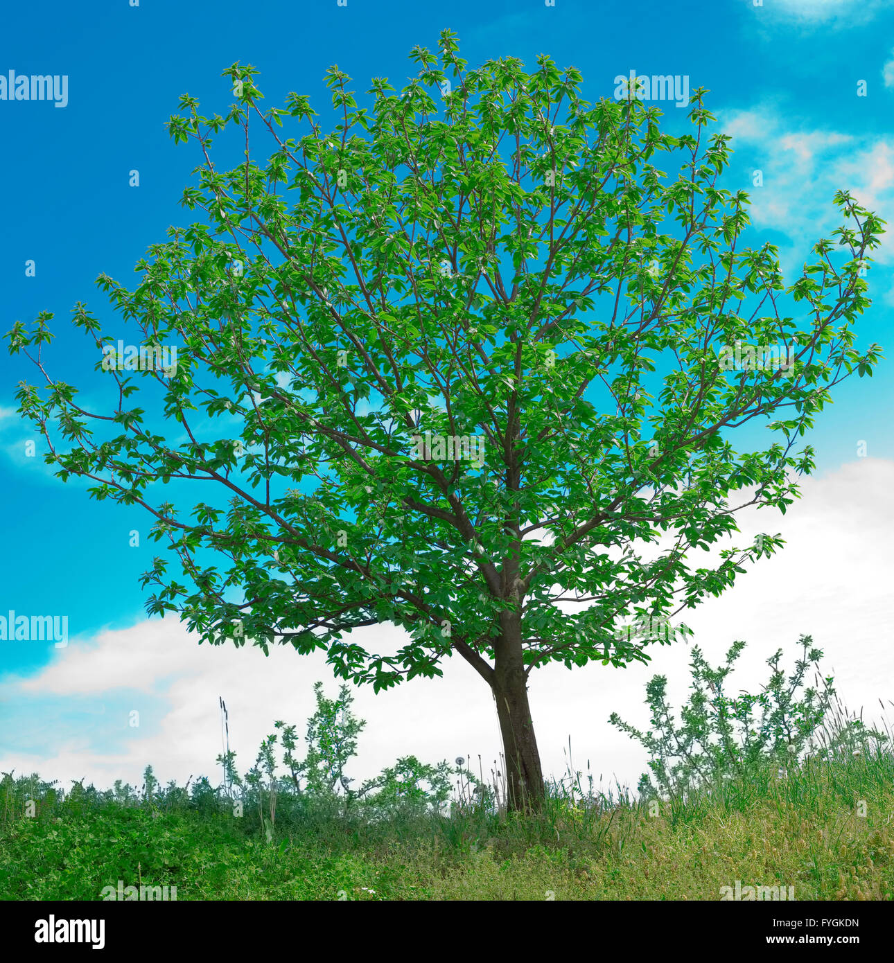 Growing walnut hi-res stock photography and images - Alamy