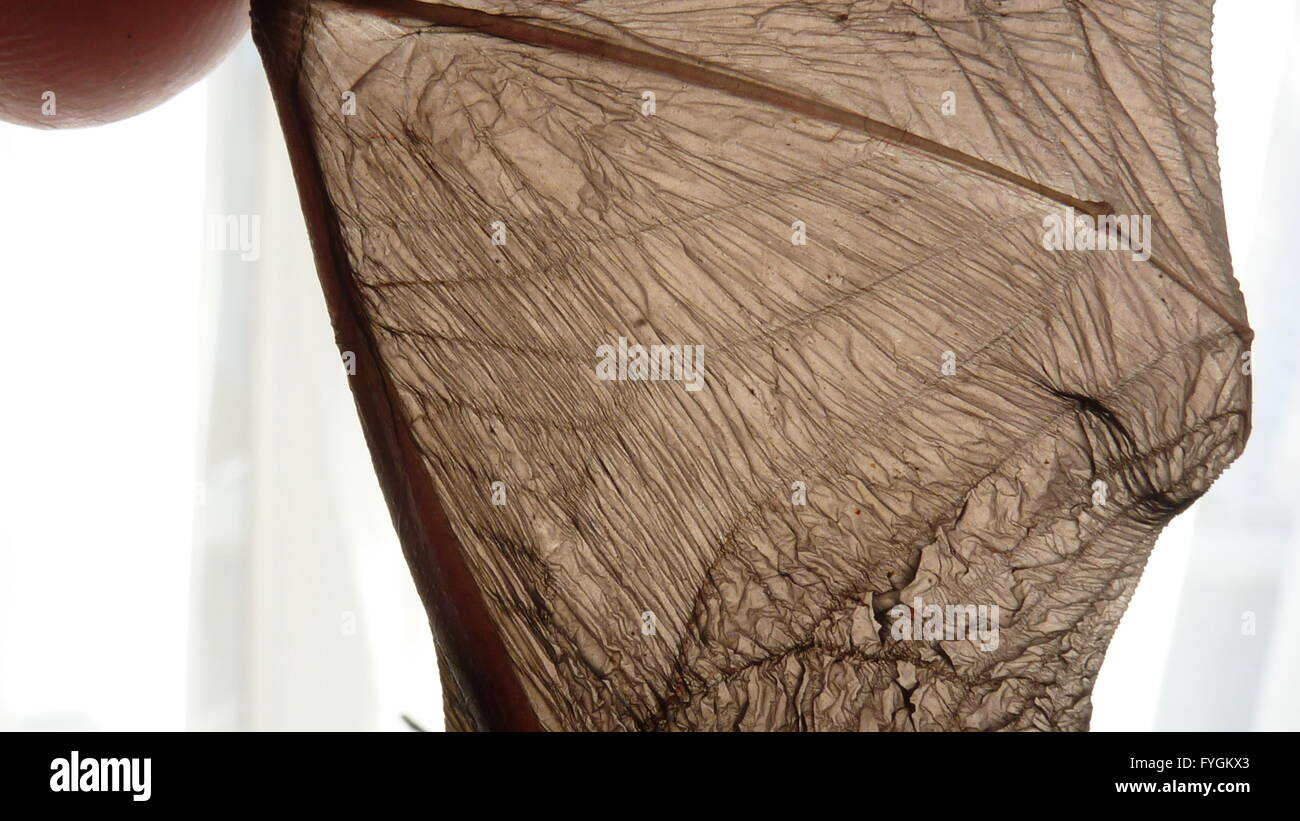 Wing Veins High Resolution Stock Photography and Images - Alamy