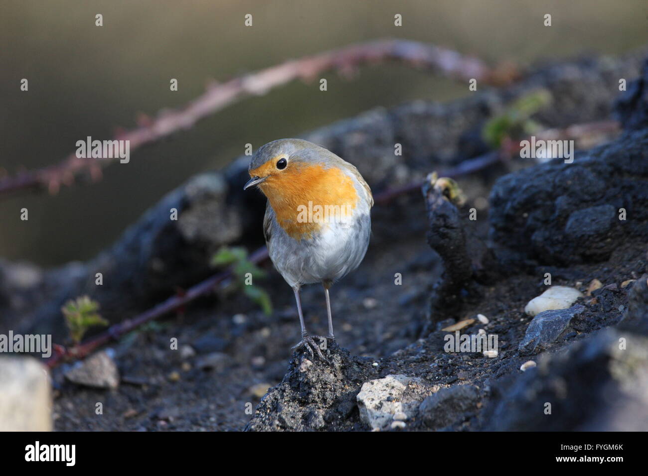 robin head on the side,full body, on tarmac,plain background,Erithacus ...