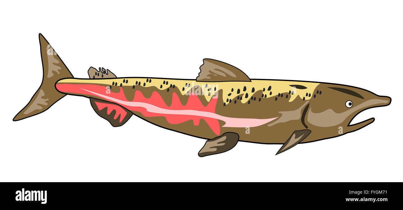 Chinook salmon illustration hi-res stock photography and images - Alamy