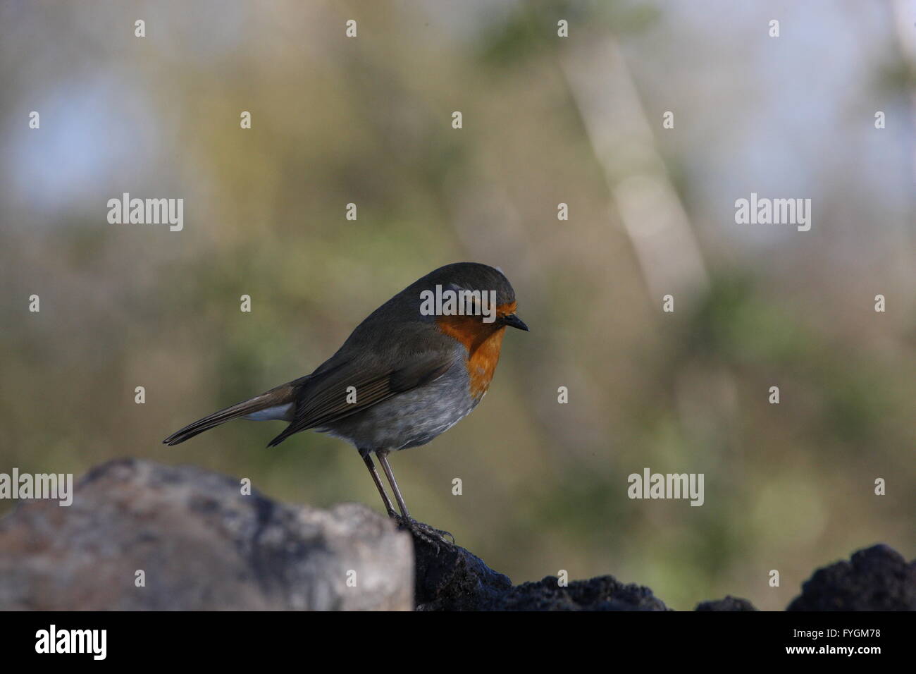 robin head on the side,full body, on tarmac,plain background,Erithacus ...