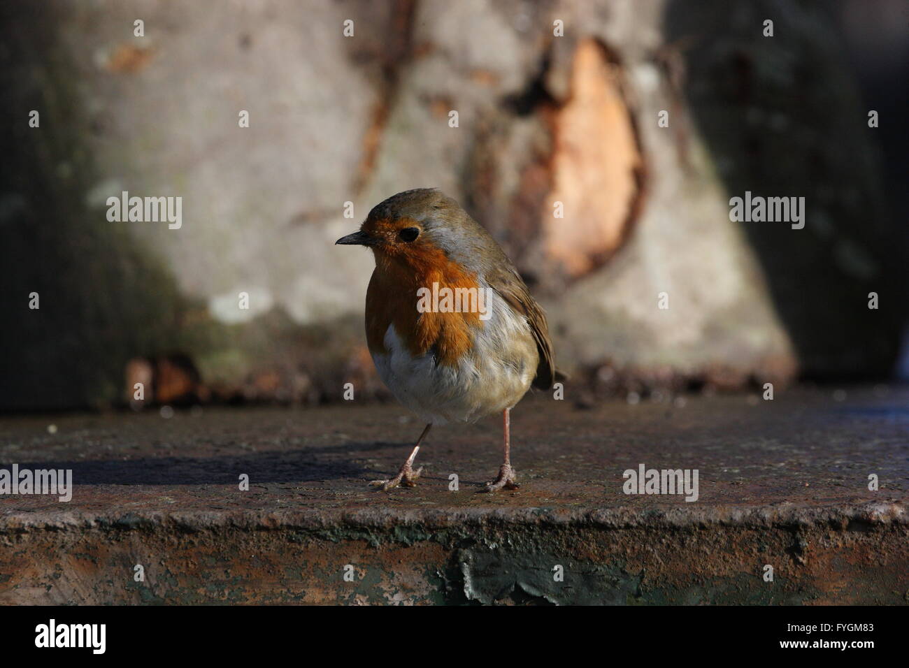 robin head on the side,full body, ,plain background,Erithacus rubecula ...