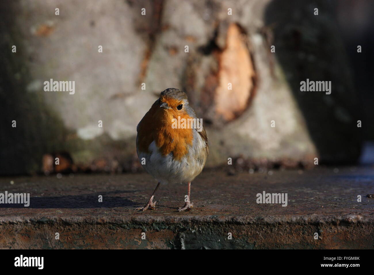 robin head on the side,full body, ,plain background,Erithacus rubecula ...