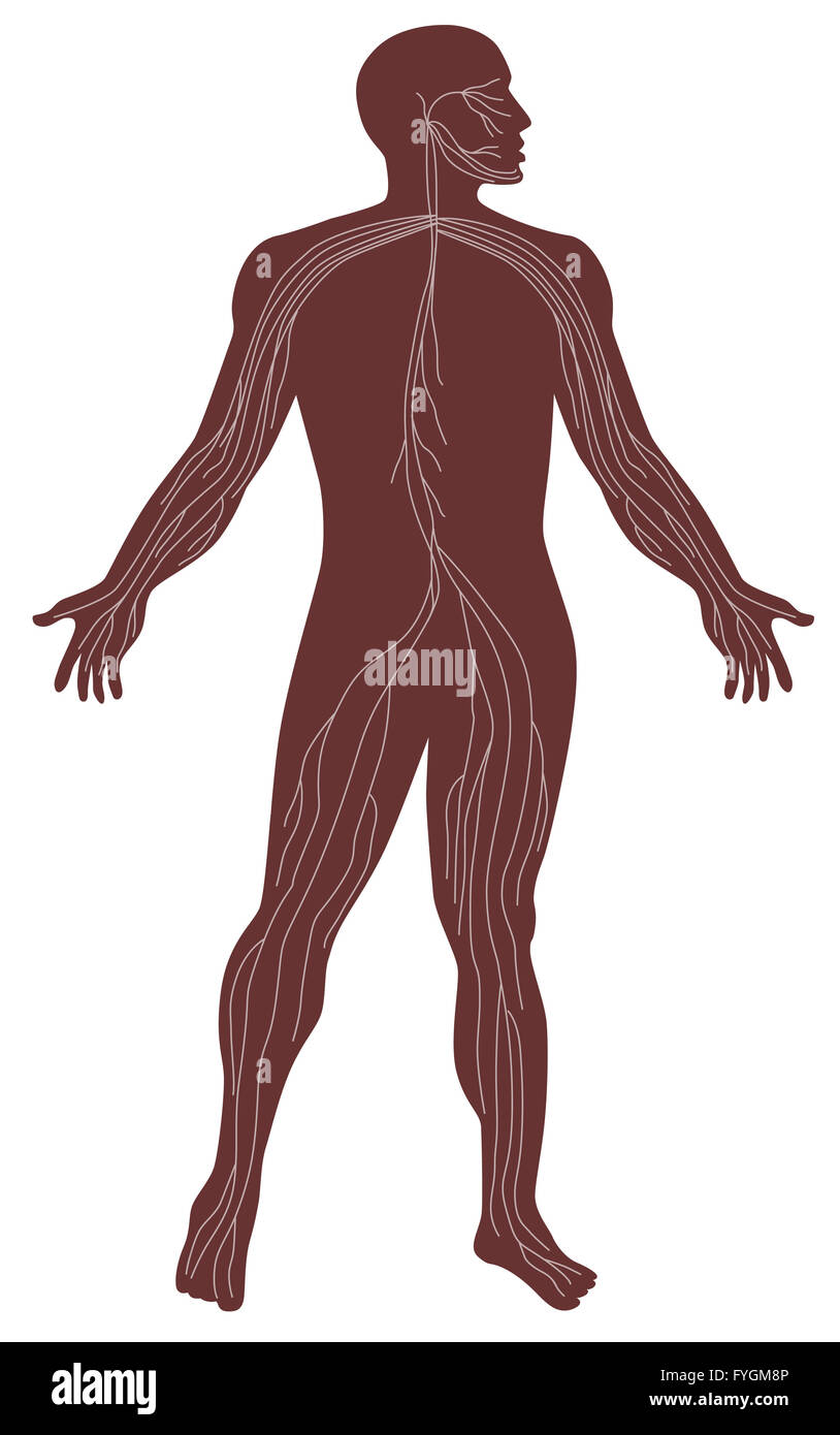 Male Human Anatomy Nervous System Stock Photo - Alamy
