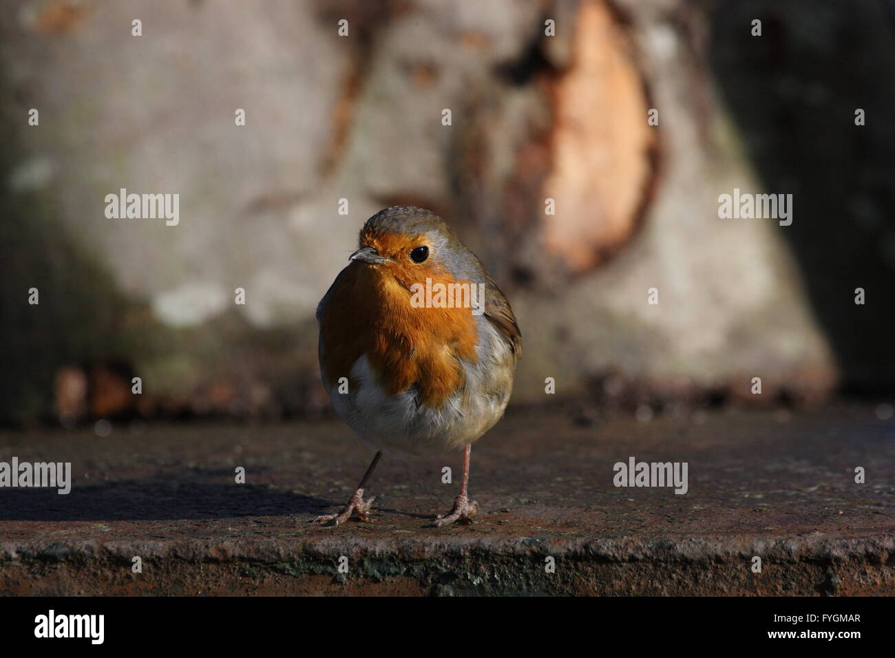 robin head on the side,full body, ,plain background,Erithacus rubecula ...