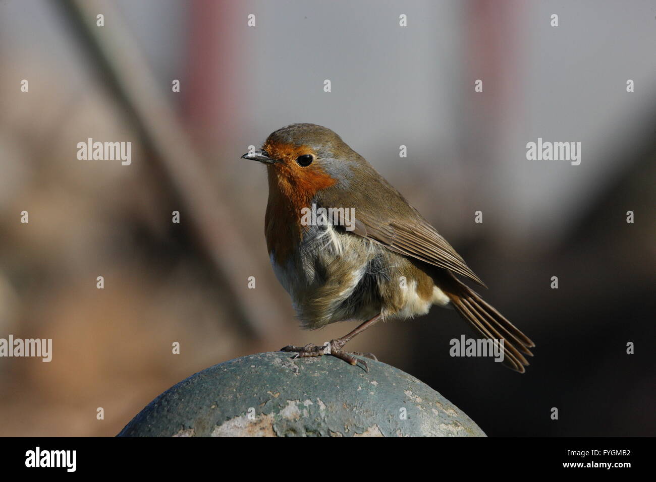 robin head on the side,full body, ,plain background,Erithacus rubecula ...