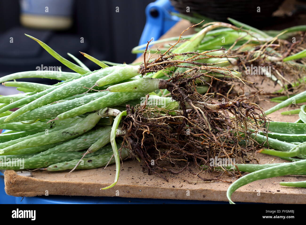 Aloe Vera Roots High Resolution Stock Photography and Images - Alamy