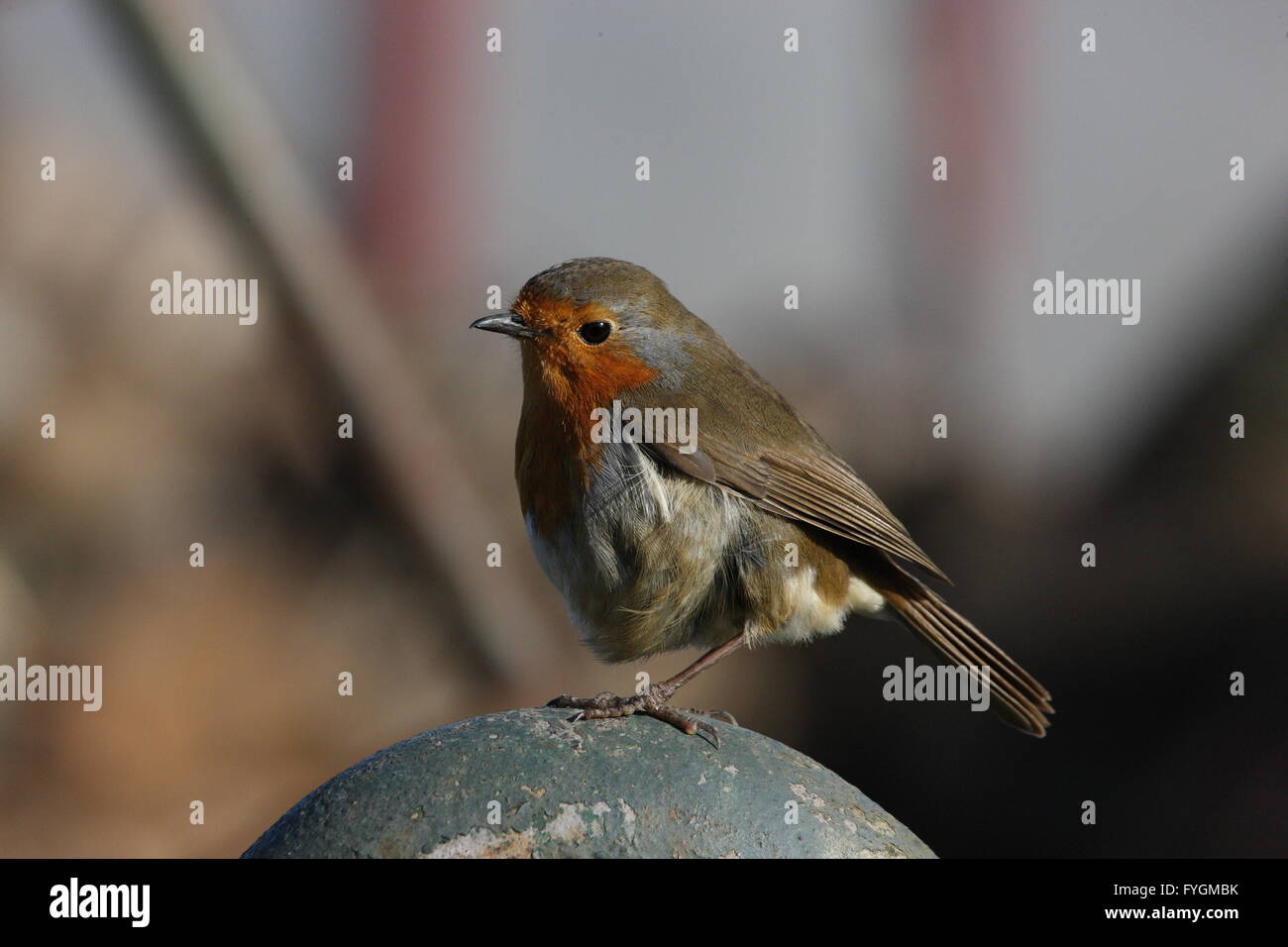 robin head on the side,full body, ,plain background,Erithacus rubecula ...