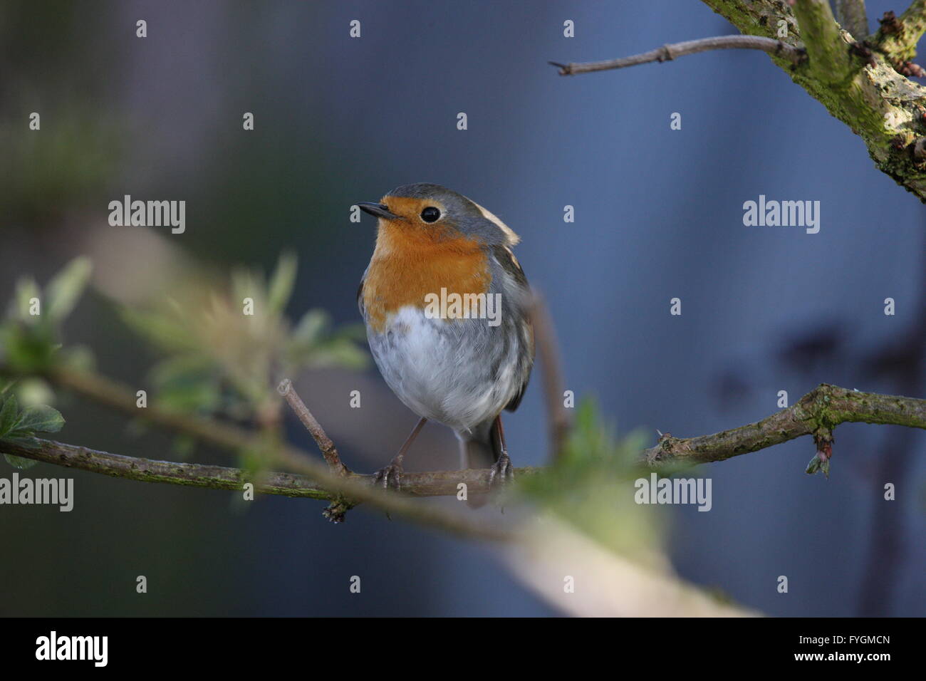 robin 0n side,full body, ,plain background,Erithacus rubecula sitting ...