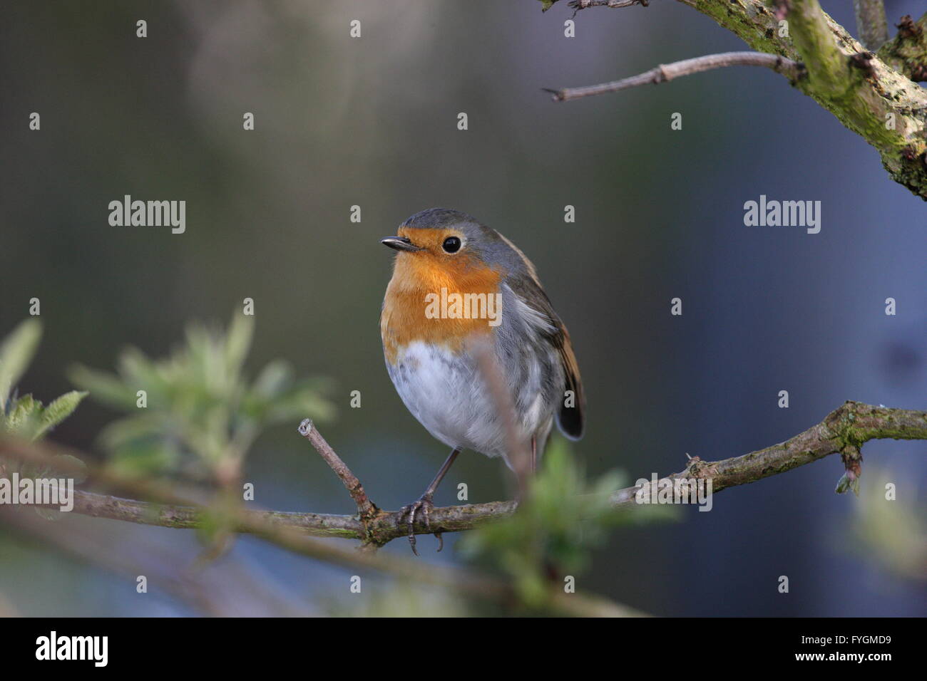 Garden robin tree hi-res stock photography and images - Alamy