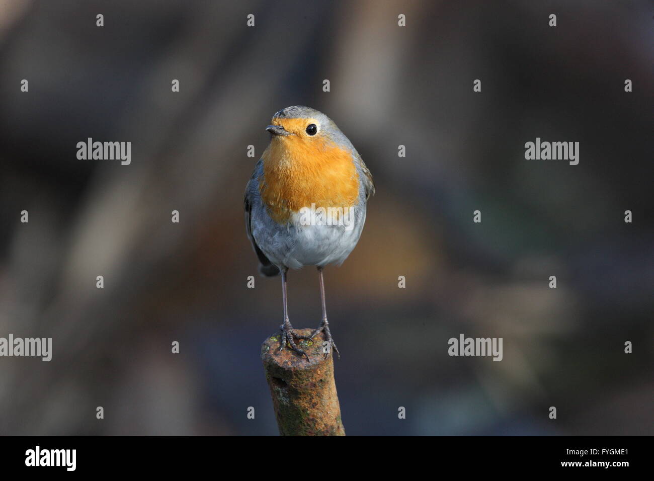 Body plain hi-res stock photography and images - Alamy