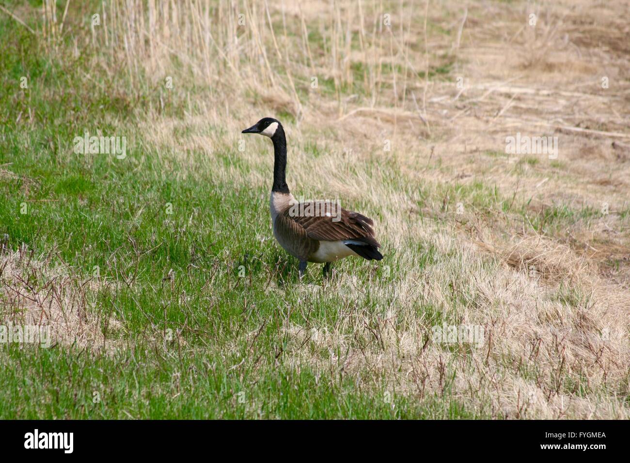 A goose in the tall grass Stock Photo - Alamy