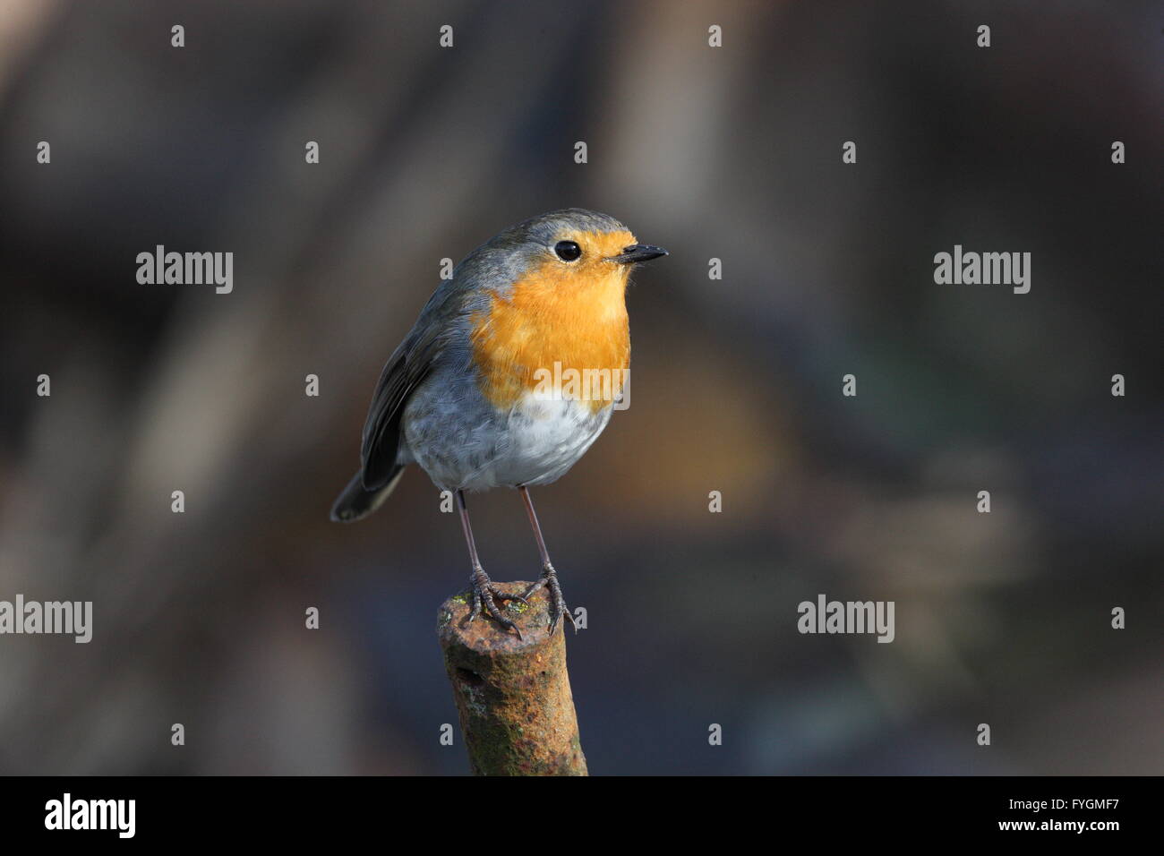 robin 0n side,full body, ,plain background,Erithacus rubecula Stock ...