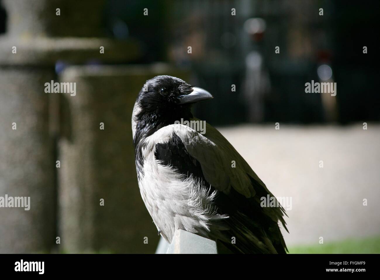 A perched crow Stock Photo - Alamy
