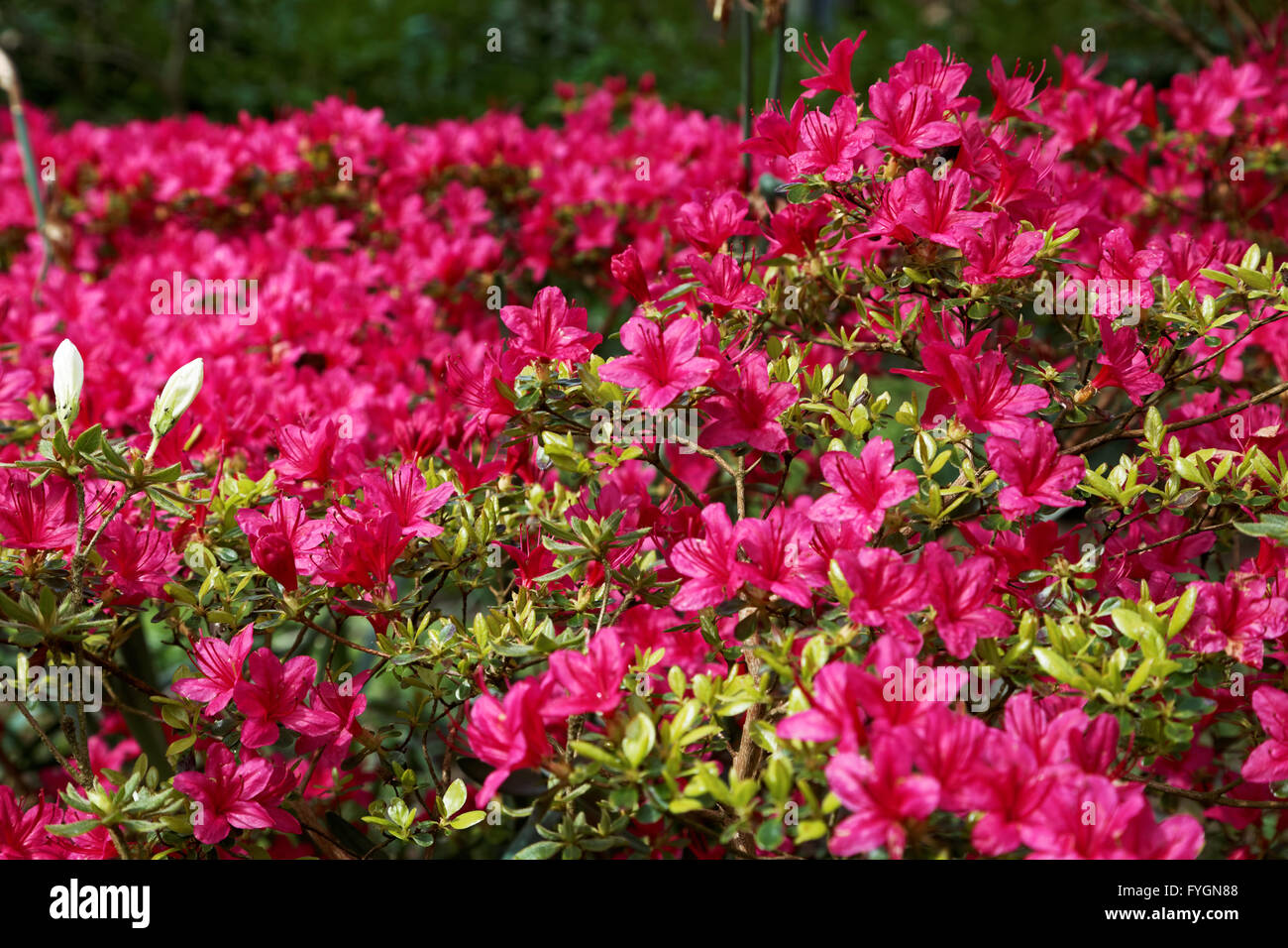 Large Azalea bush in full bloom Stock Photo - Alamy