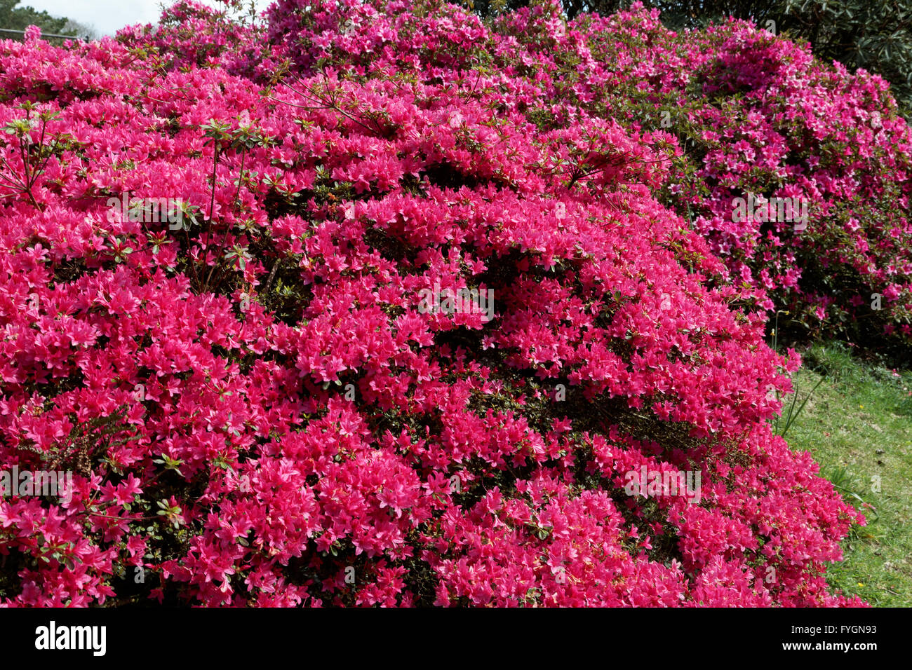 Azalea bush hi-res stock photography and images - Alamy